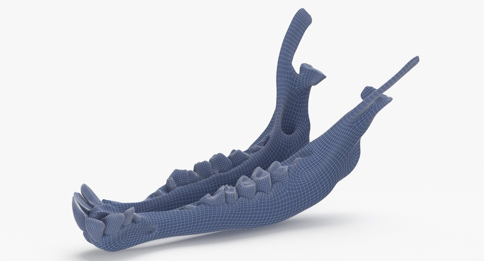 Domestic Goat Baby Jaw 01 3D - TurboSquid 2131223