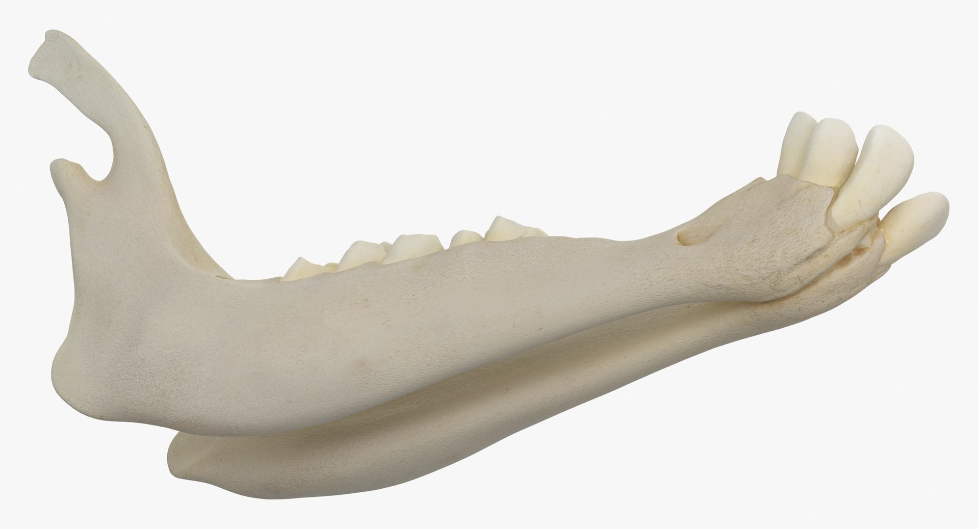 Domestic Goat Baby Jaw 01 3D - TurboSquid 2131223