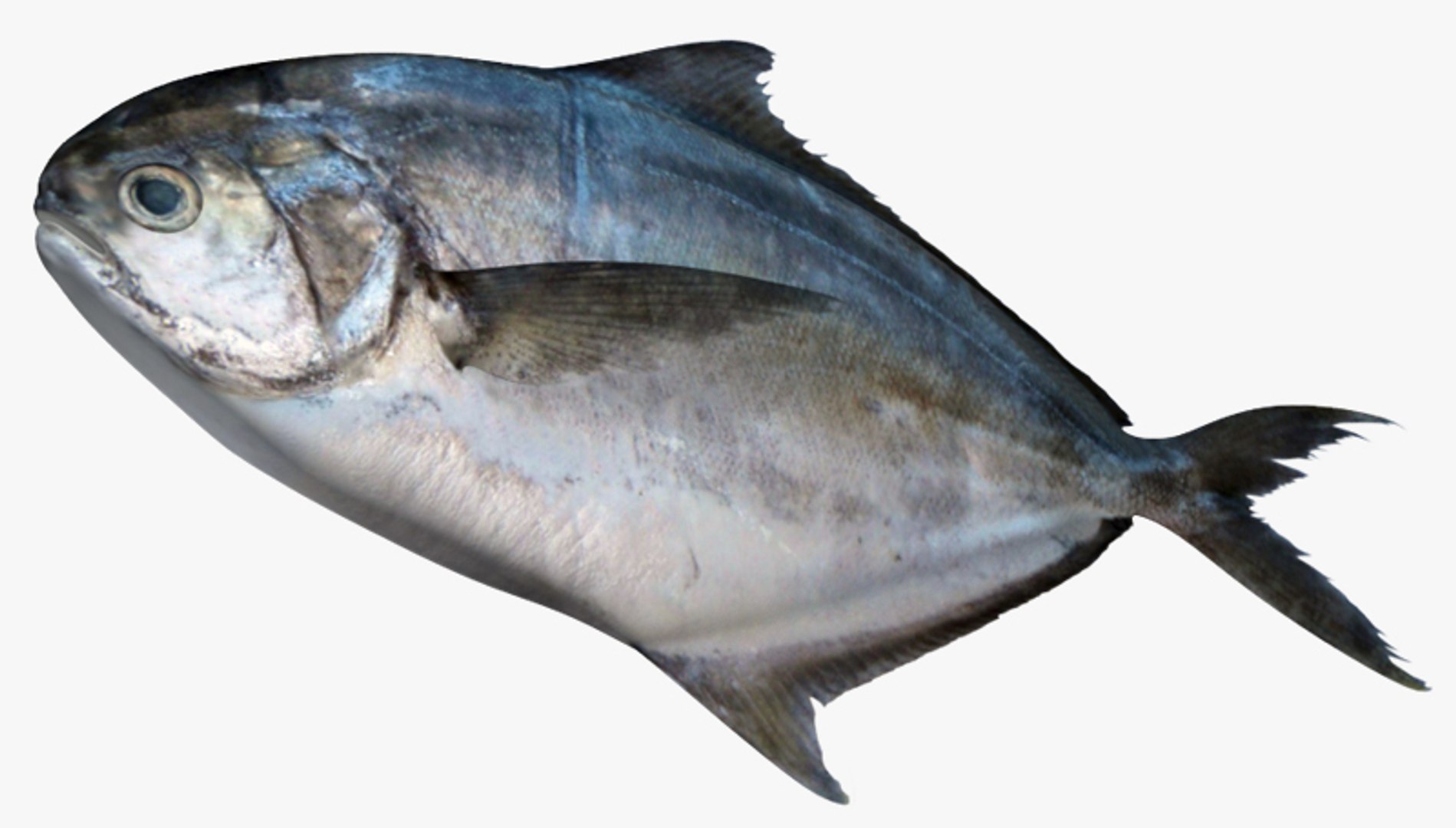 3D Pompano Collection - TurboSquid 1814325