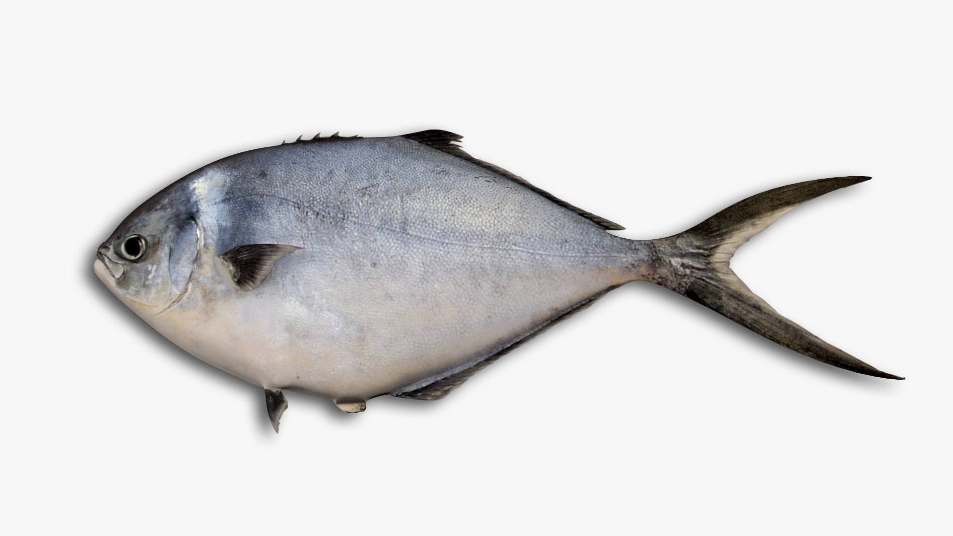 3D Pompano Collection - TurboSquid 1814325