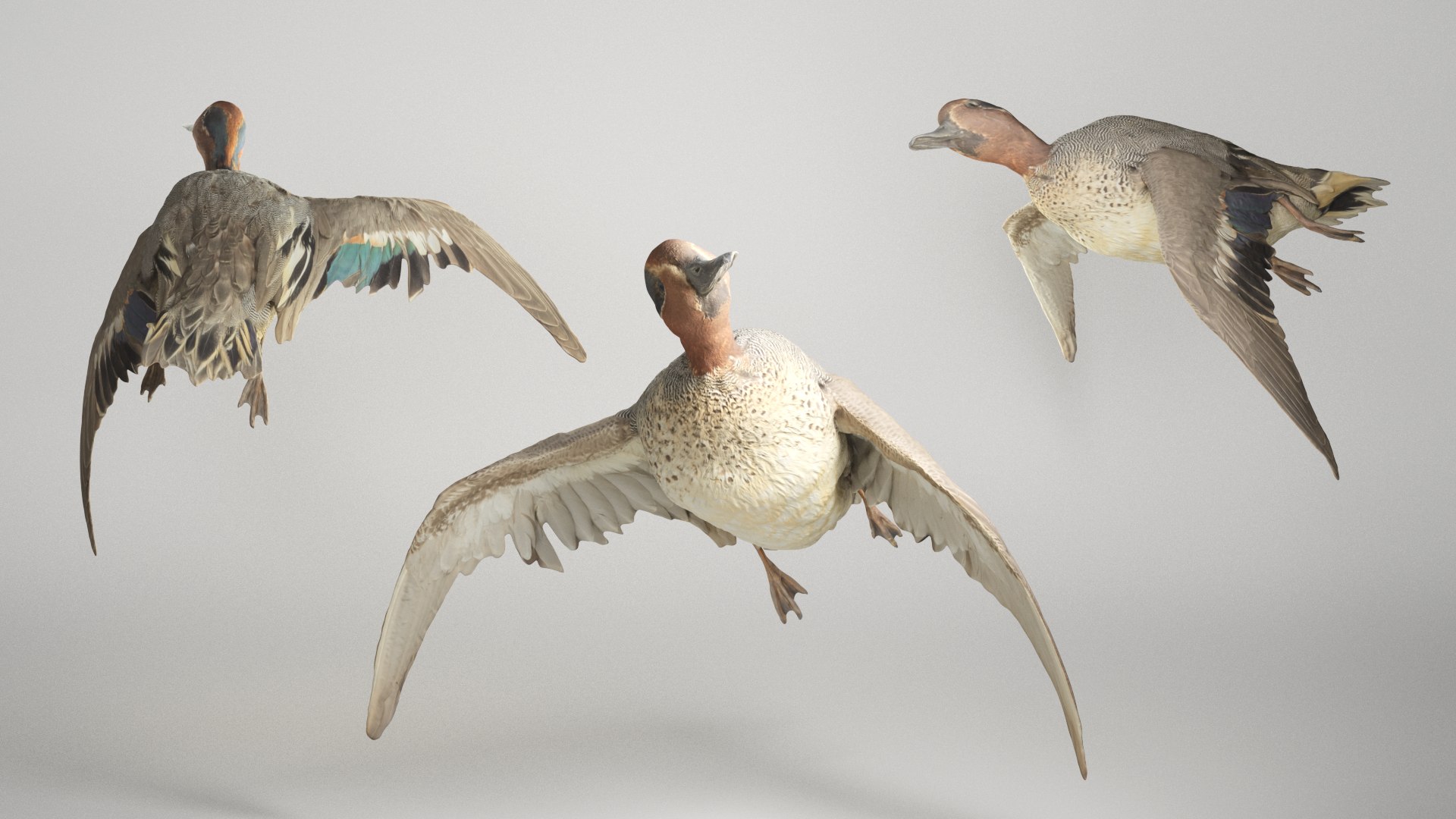 Flying Duck 13 3D Model - TurboSquid 1744353