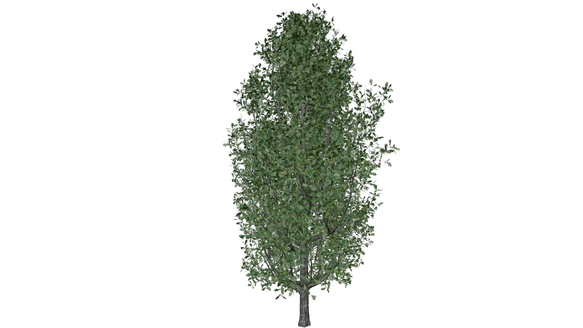 3D Model Cypress Oak Tree - 03 - - TurboSquid 2375795
