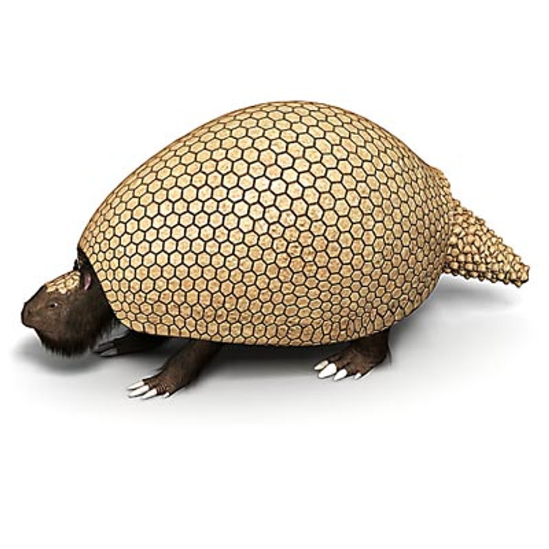 Extinct Glyptodon 3d Model
