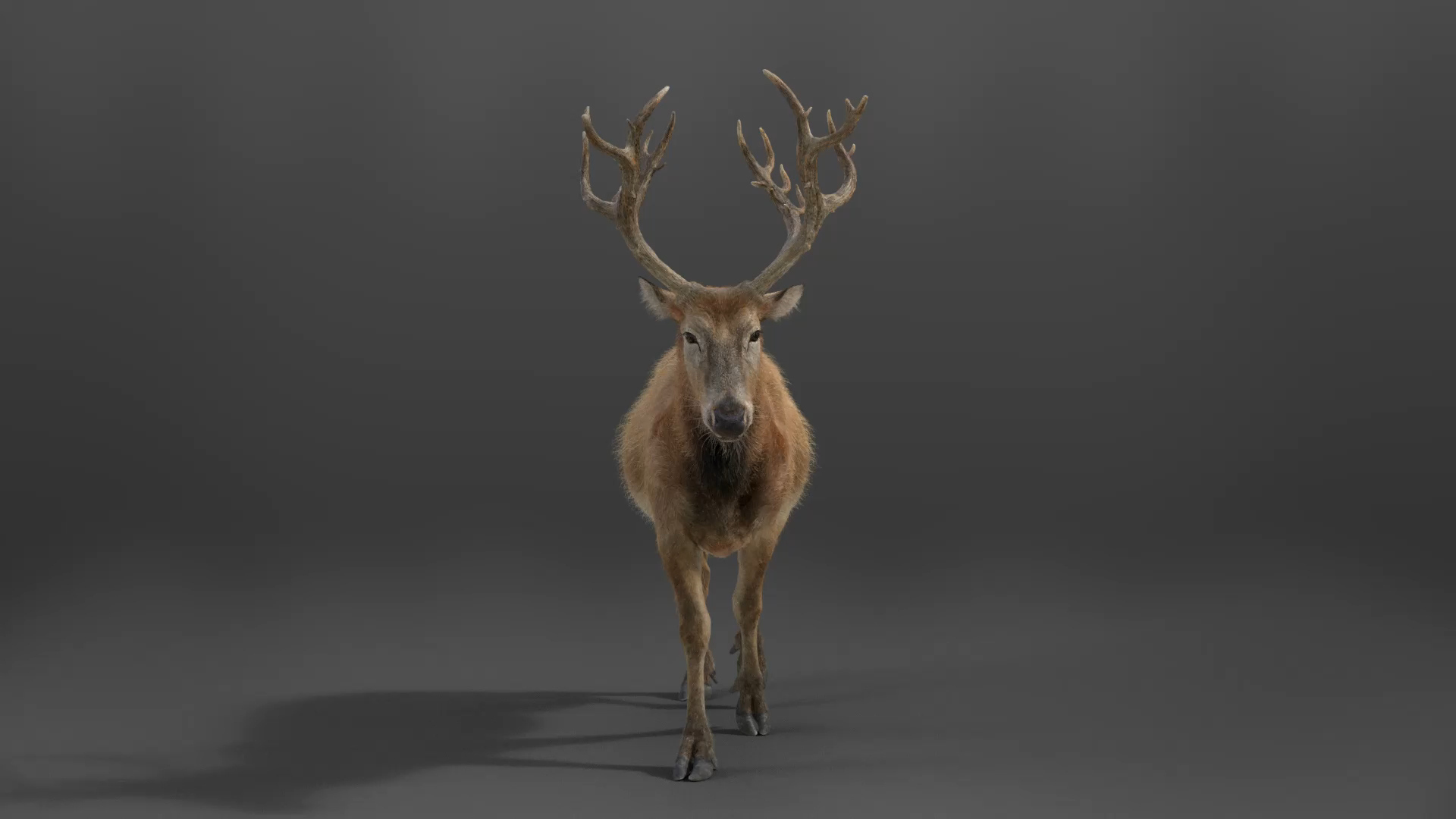 Male Deer 5 Animations 3D Model - TurboSquid 1900601