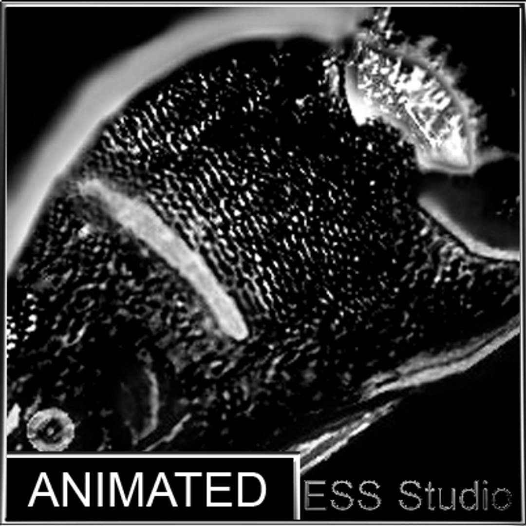 tropical fish 3d model