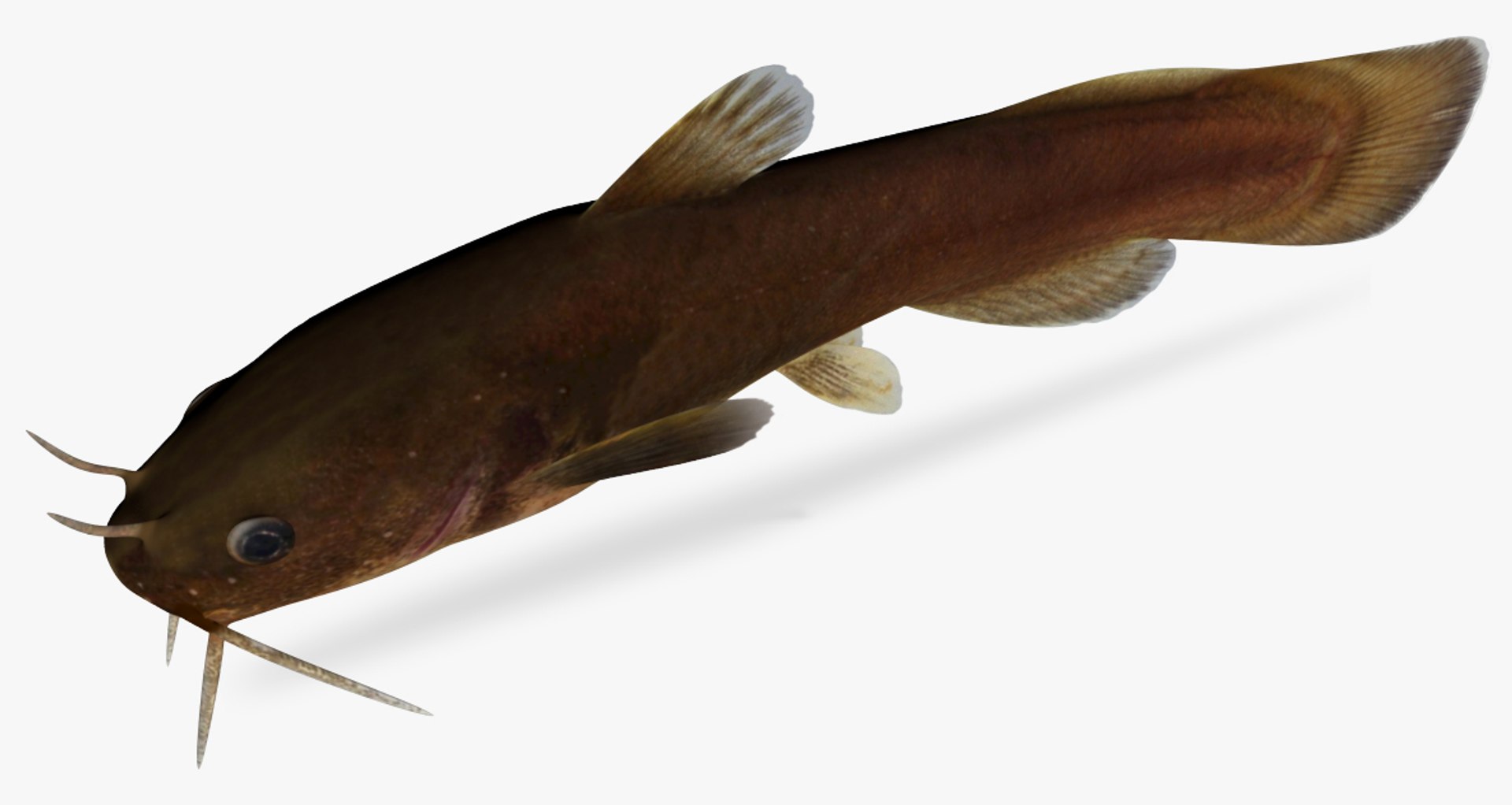 Noturus Nocturnus Freckled Madtom 3D - TurboSquid 1166260