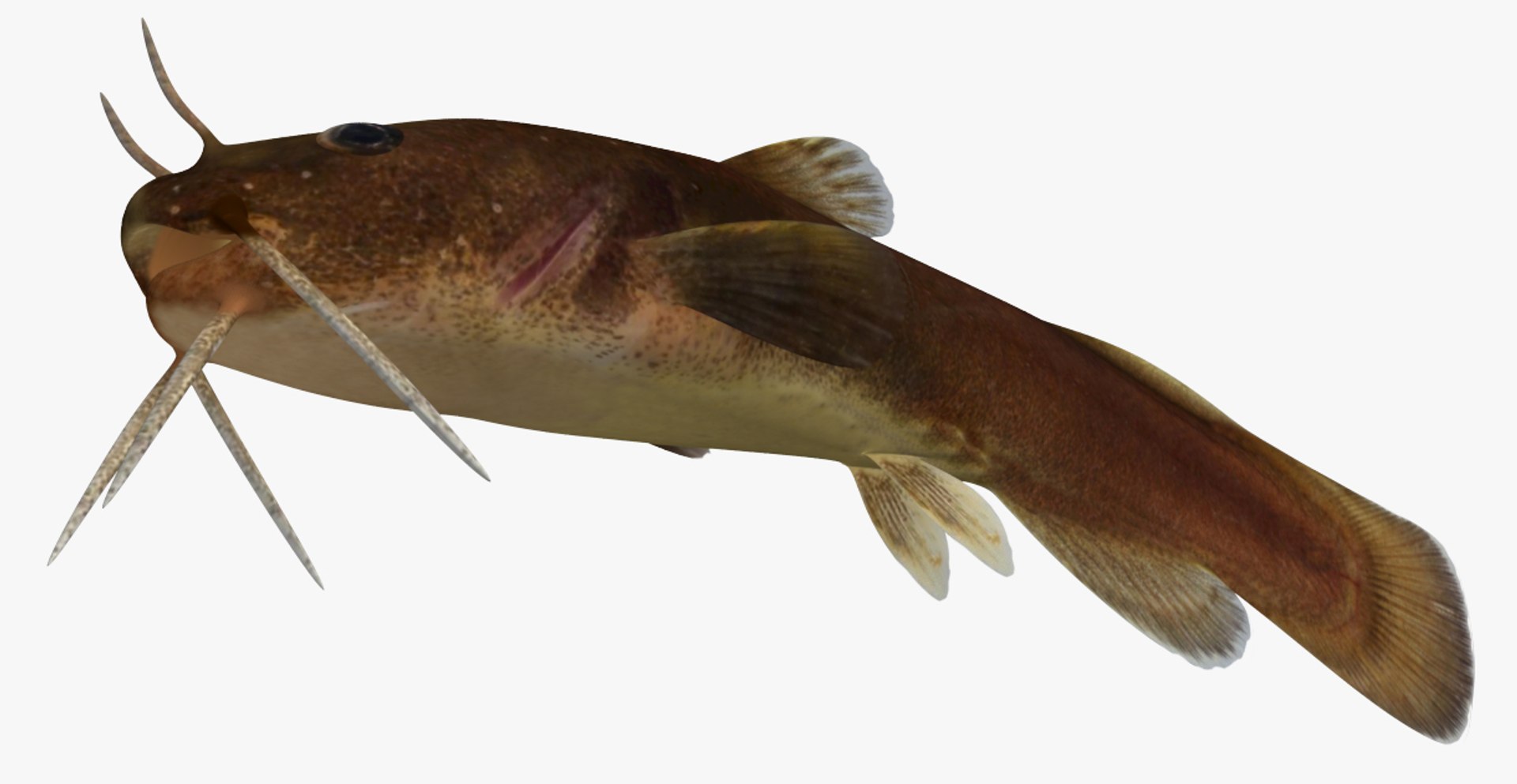 Noturus Nocturnus Freckled Madtom 3D - TurboSquid 1166260