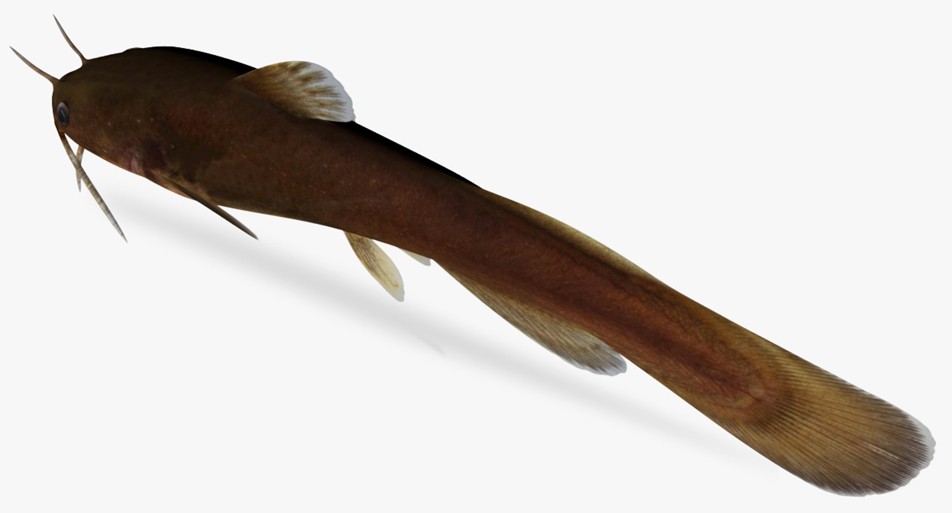 Noturus Nocturnus Freckled Madtom 3D - TurboSquid 1166260