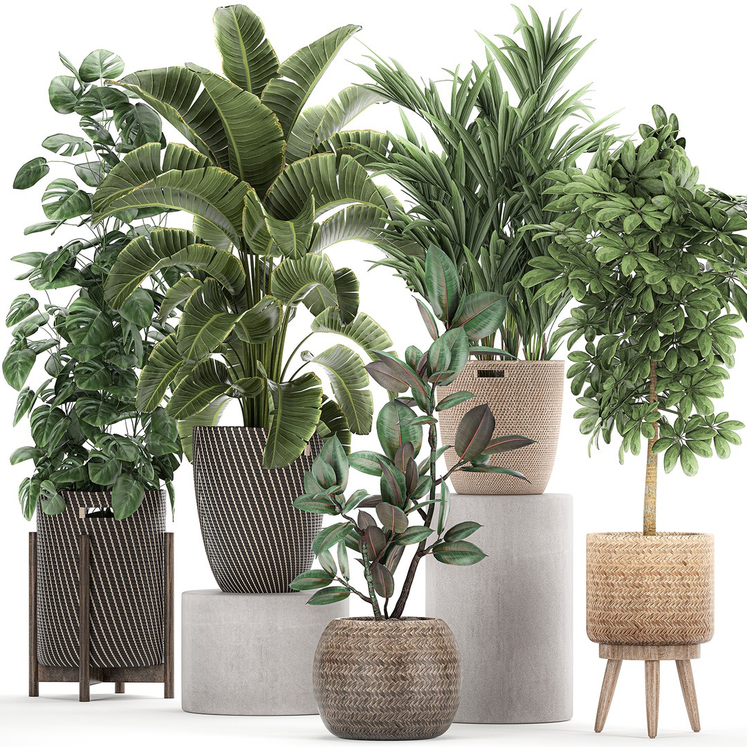 3D Ornamental Plants Rattan Baskets - TurboSquid 1658008