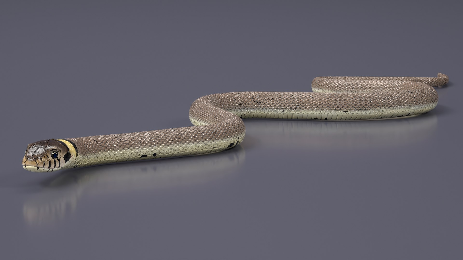 Natrix Natrix Rigged For Maya 3D Model - TurboSquid 2253094