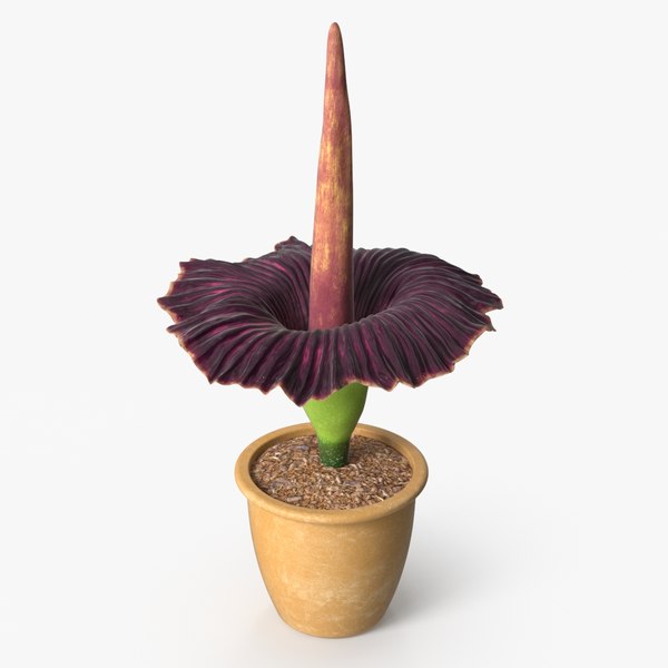 Modello 3D Fiore cadavere gigante in vaso - TurboSquid 2419432