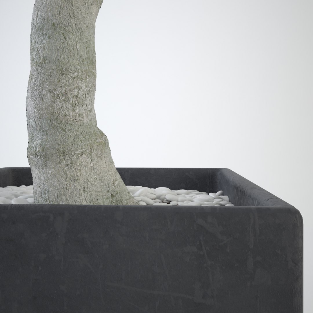 Pack Olive Tree 3d Max