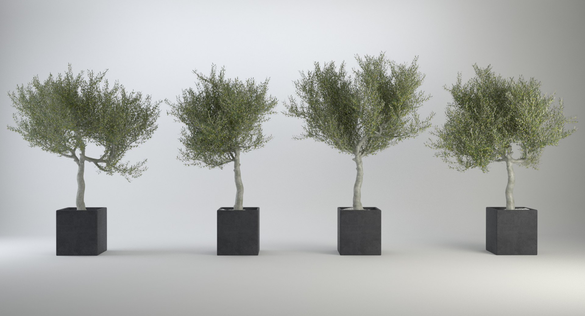 pack olive tree 3d max