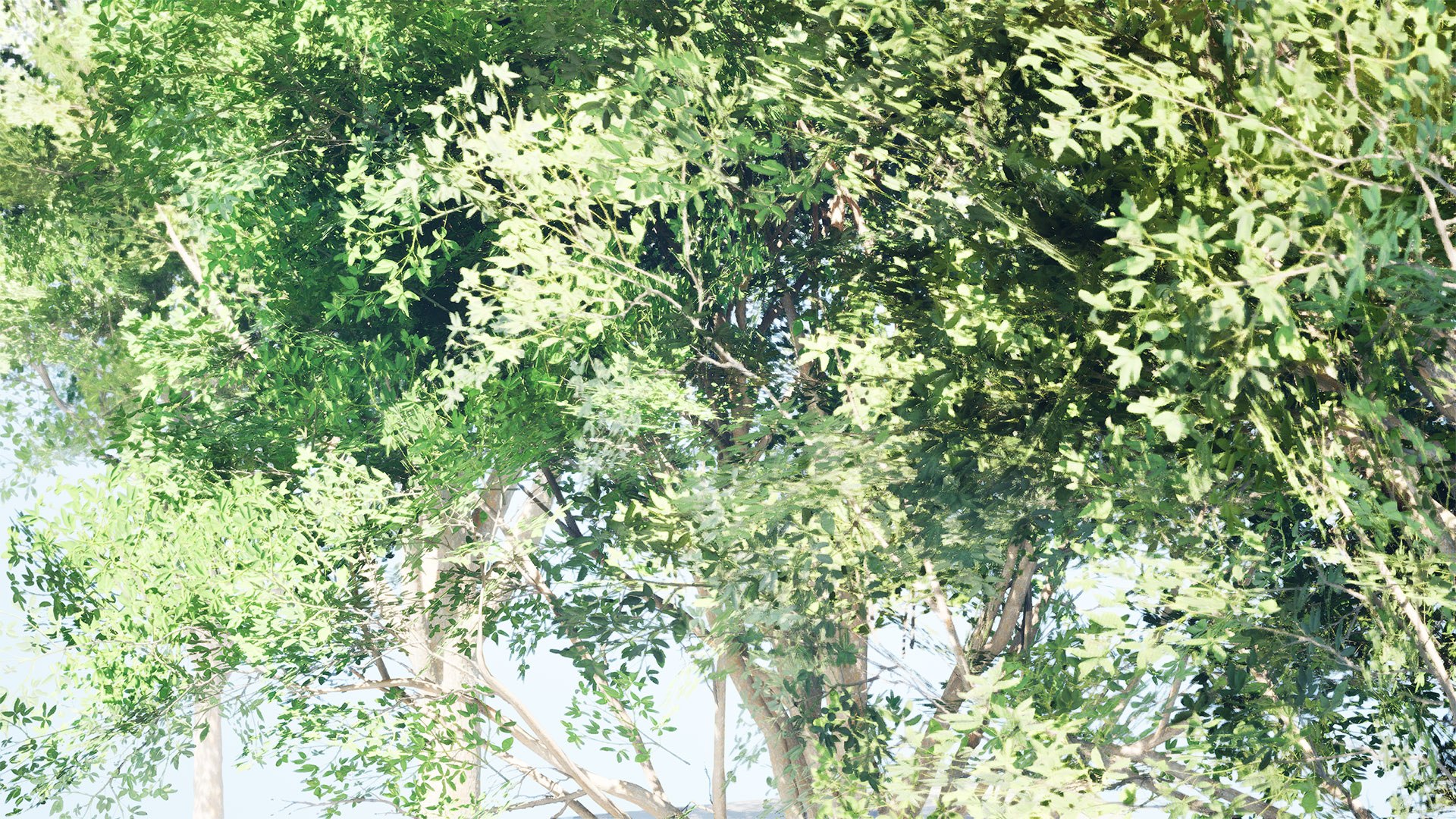 Burma Padauk Trees 3D Model - TurboSquid 2288832