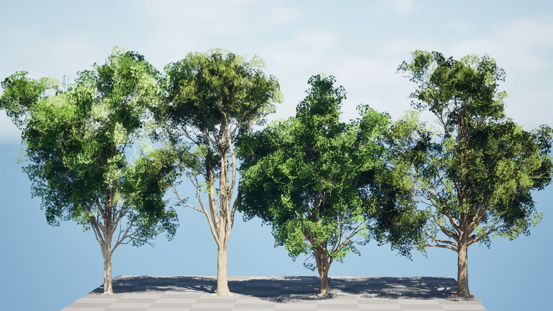3D Burma Padauk Trees 3D - TurboSquid 2288833
