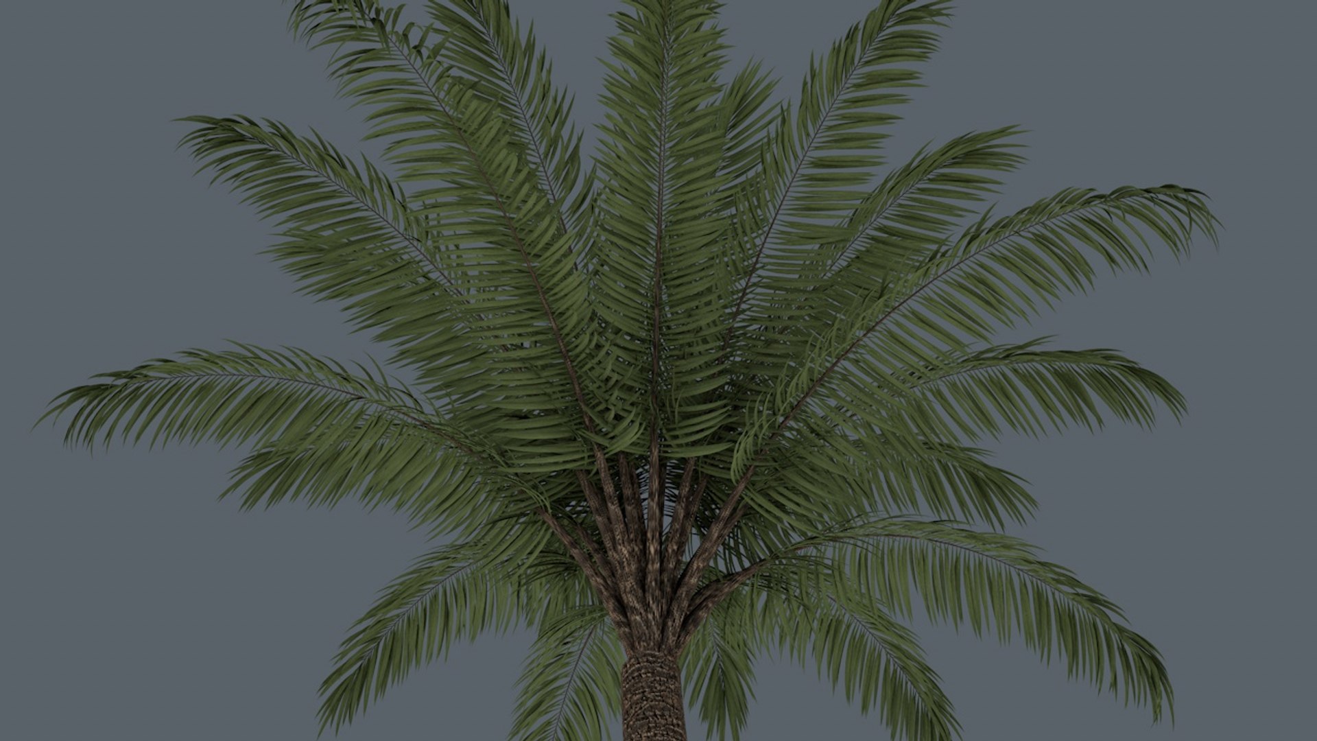 3D Date Palm Tree - TurboSquid 1386782