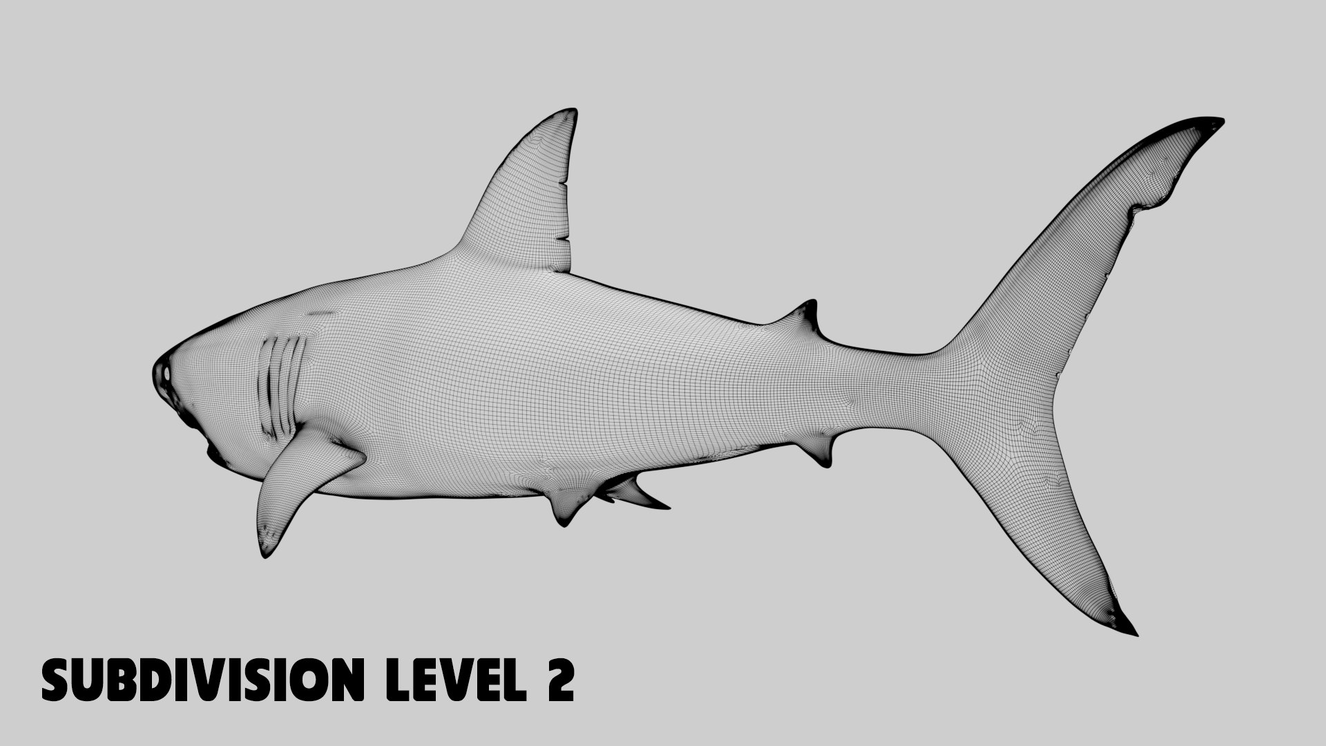 3D Great White Shark Model - TurboSquid 1503368
