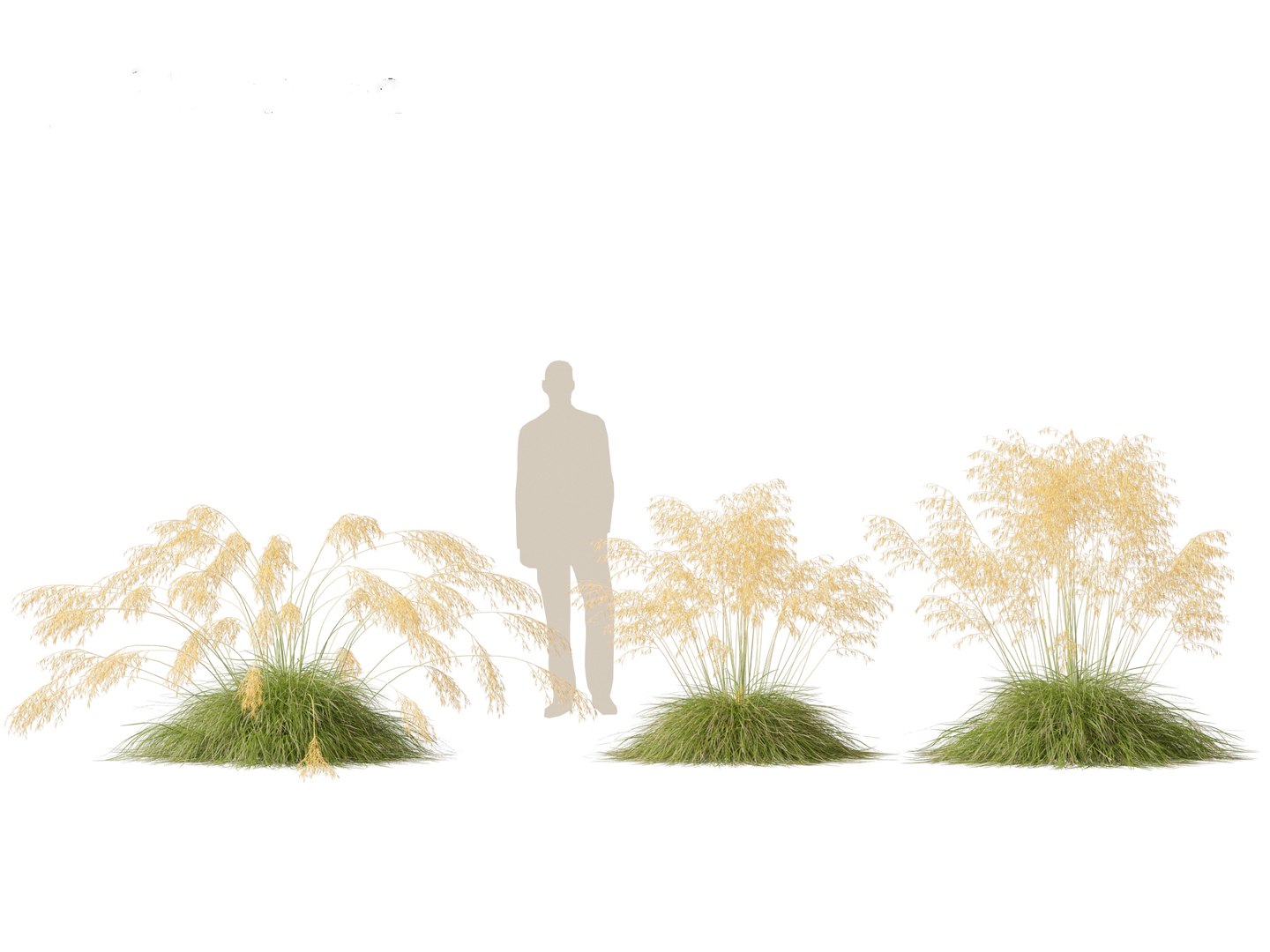 3D Stipa Gigantea - Giant Feather Grass 01 Model - TurboSquid 2150439