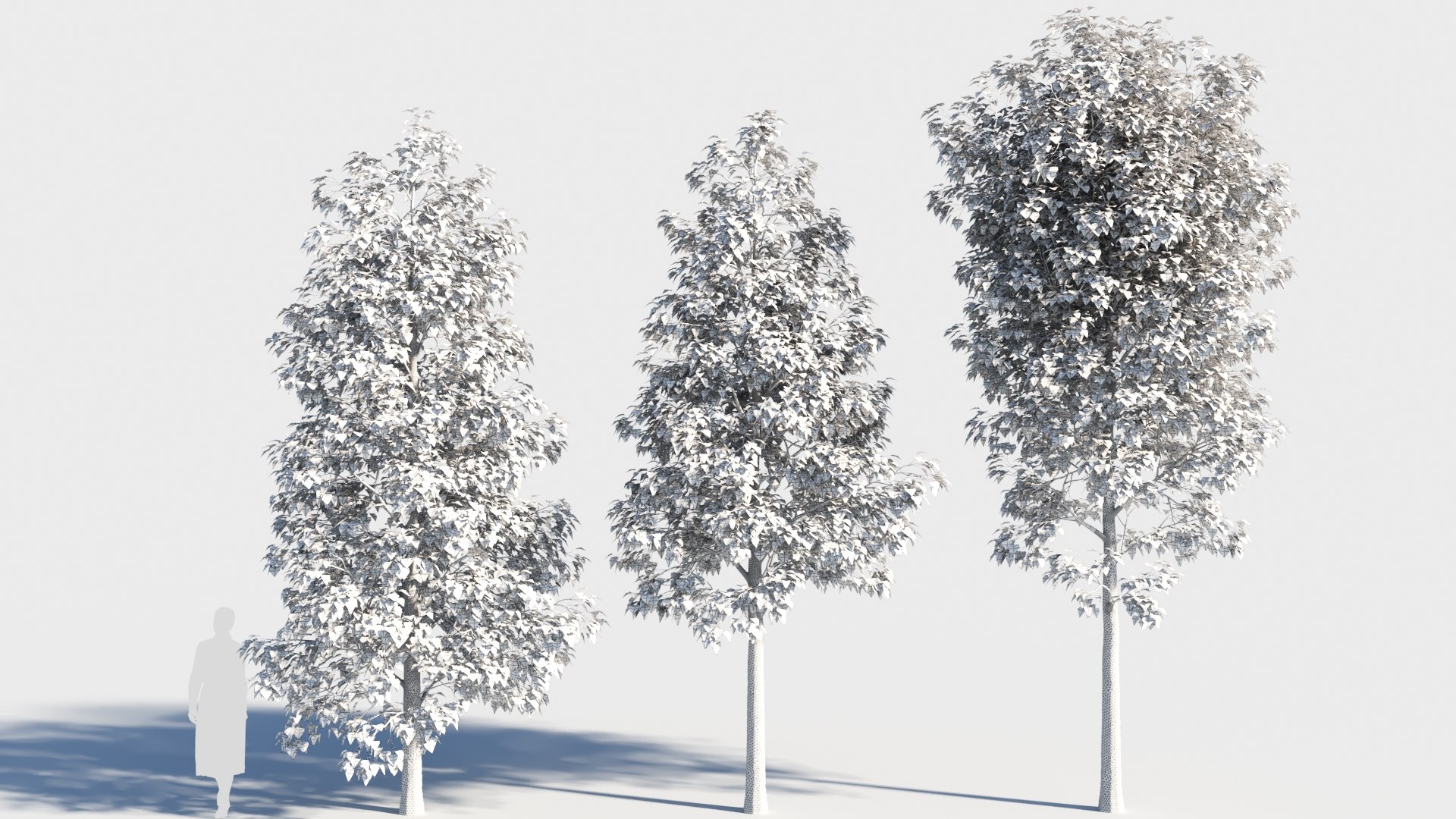 Populus Balsamifera Tree-1 3D - TurboSquid 2085077