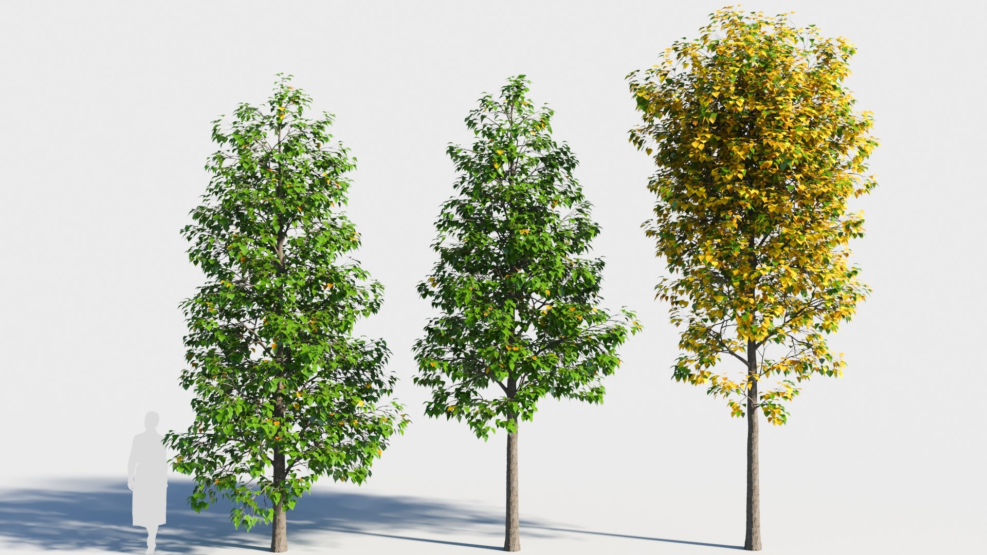 Populus Balsamifera Tree-1 3D - TurboSquid 2085077