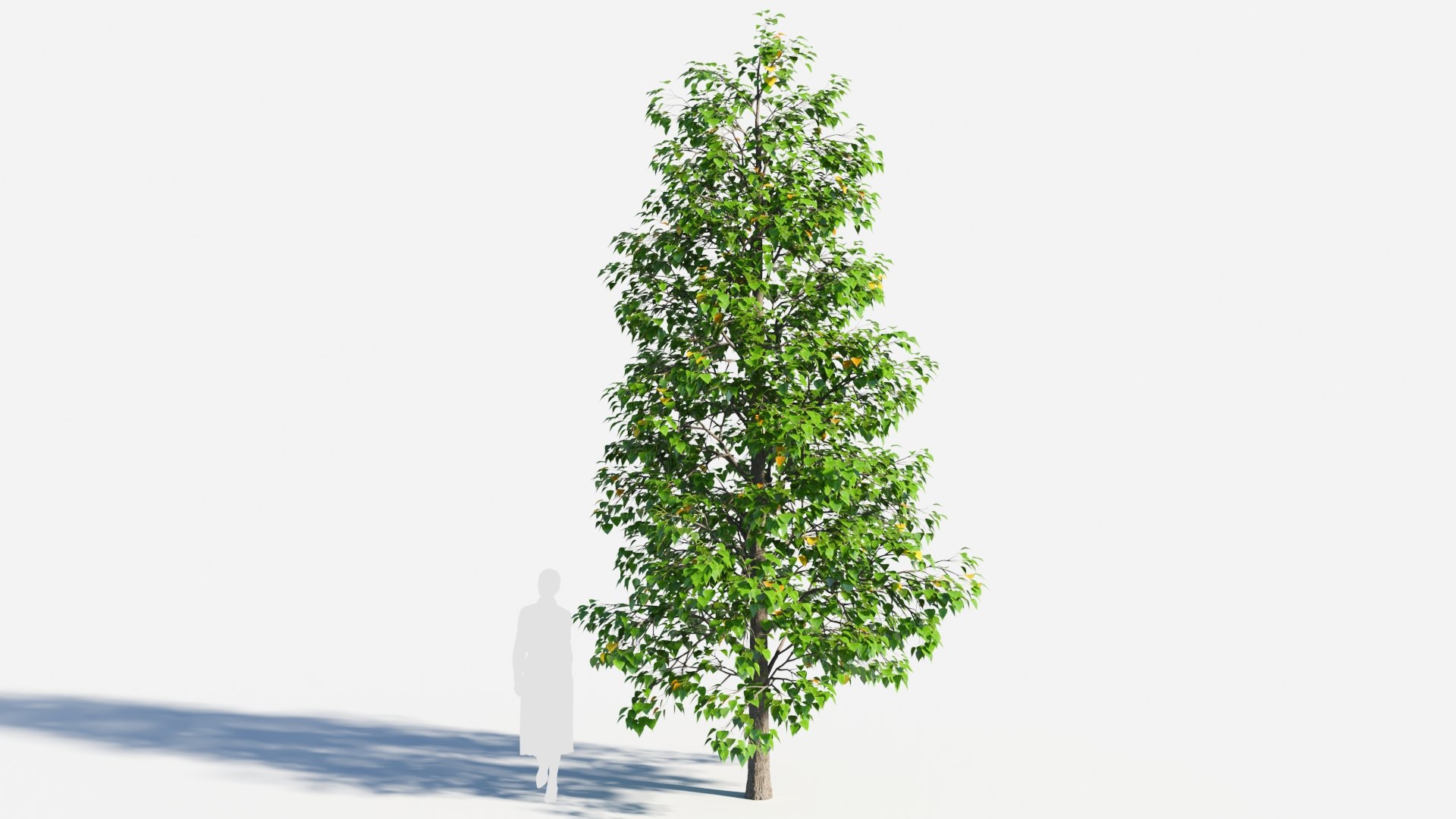 Populus Balsamifera Tree-1 3D - TurboSquid 2085077