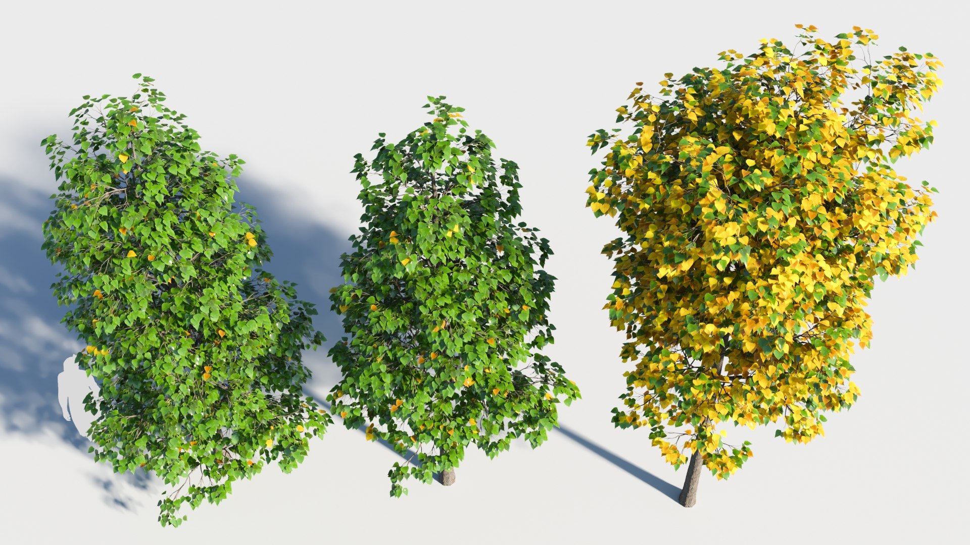 Populus Balsamifera Tree-1 3D - TurboSquid 2085077