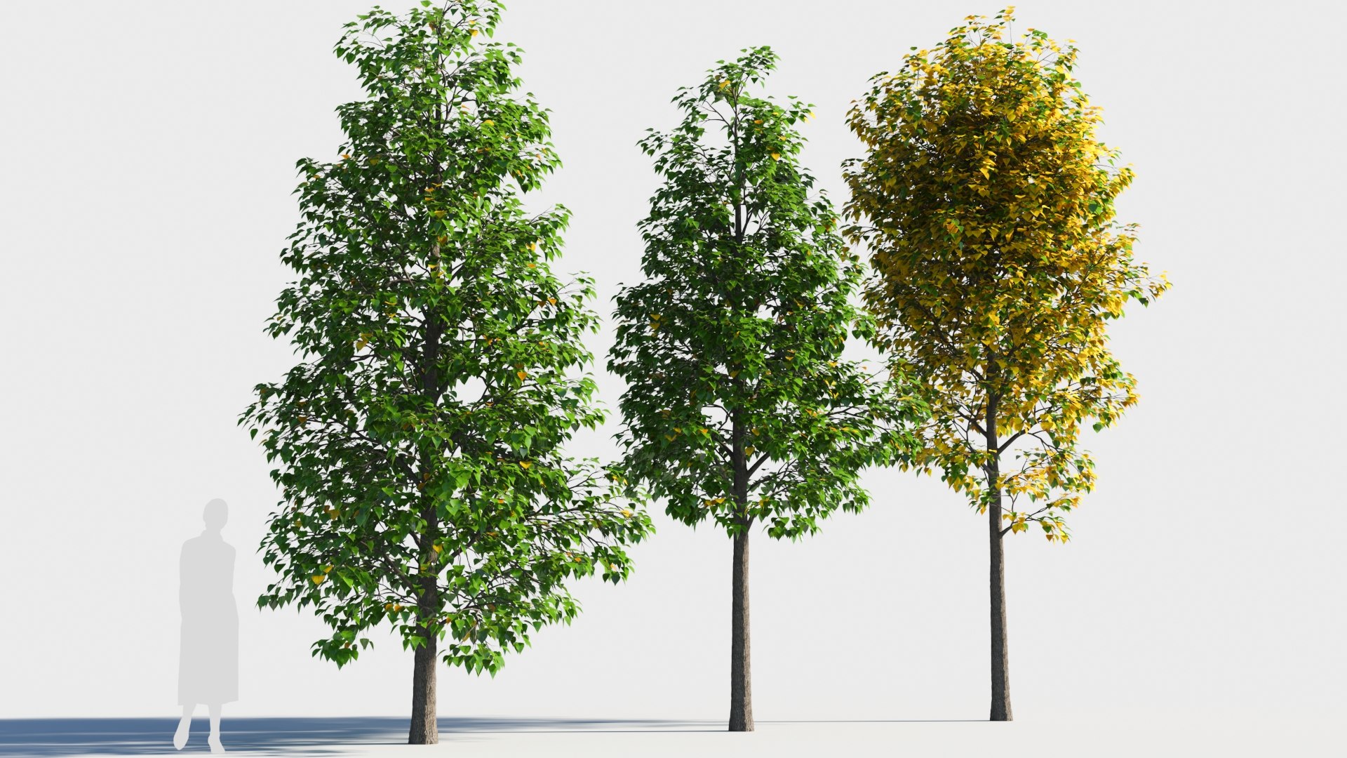 Populus Balsamifera Tree-1 3D - TurboSquid 2085077