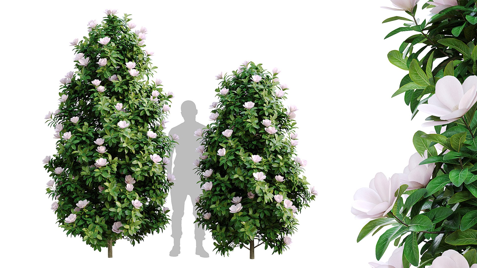 3D Magnolia Tree - TurboSquid 2433583