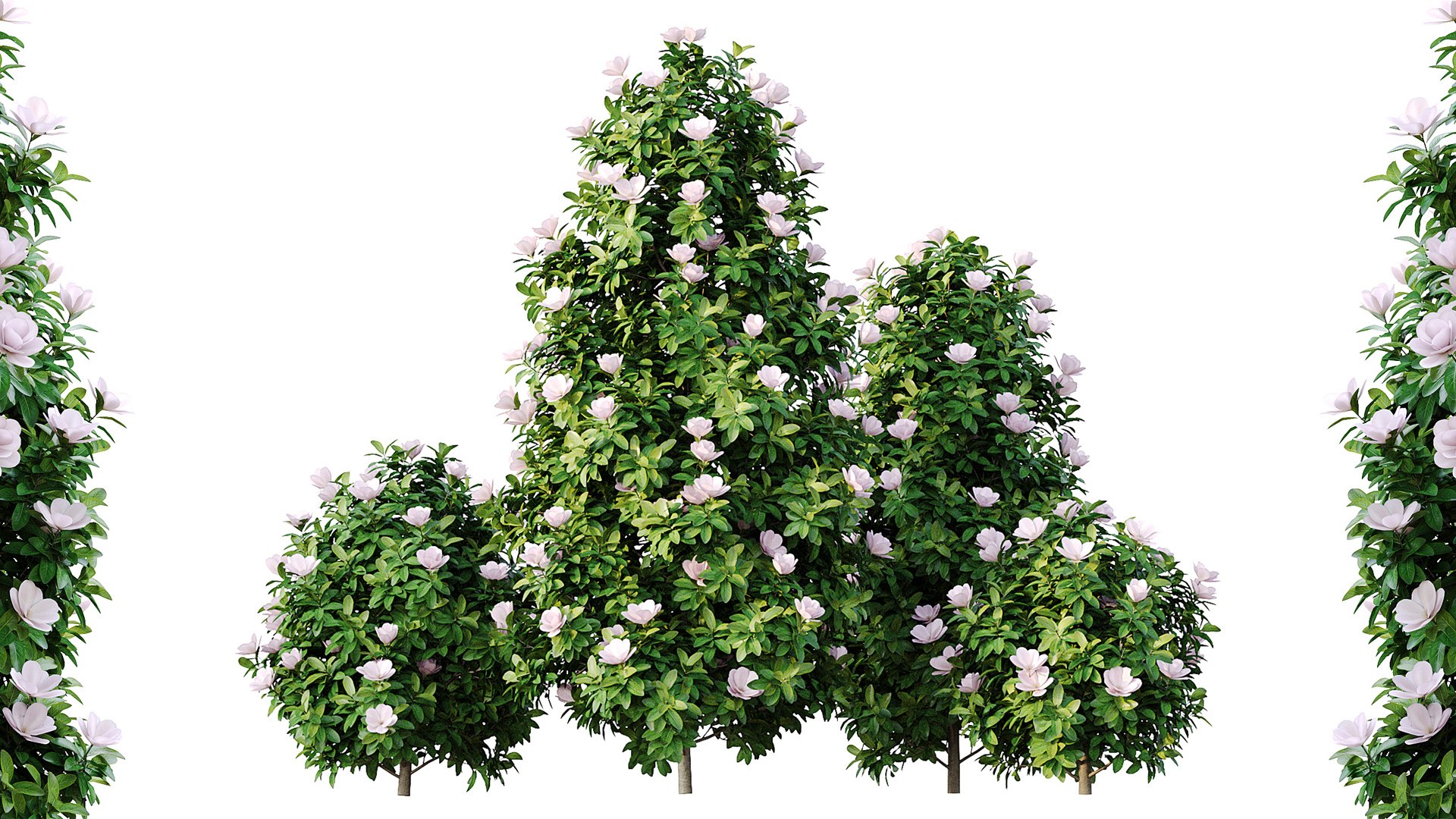 3D Magnolia Tree - TurboSquid 2433583
