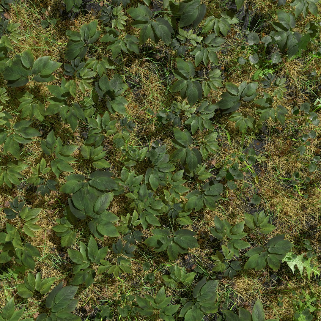 3D Ashweed Meadow Patch Model - TurboSquid 1666140