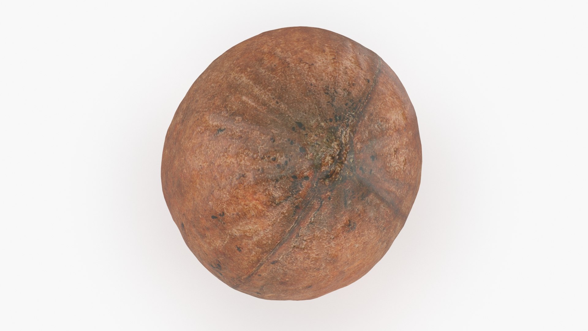 Pecan Shell 04 3D Model - TurboSquid 2023924