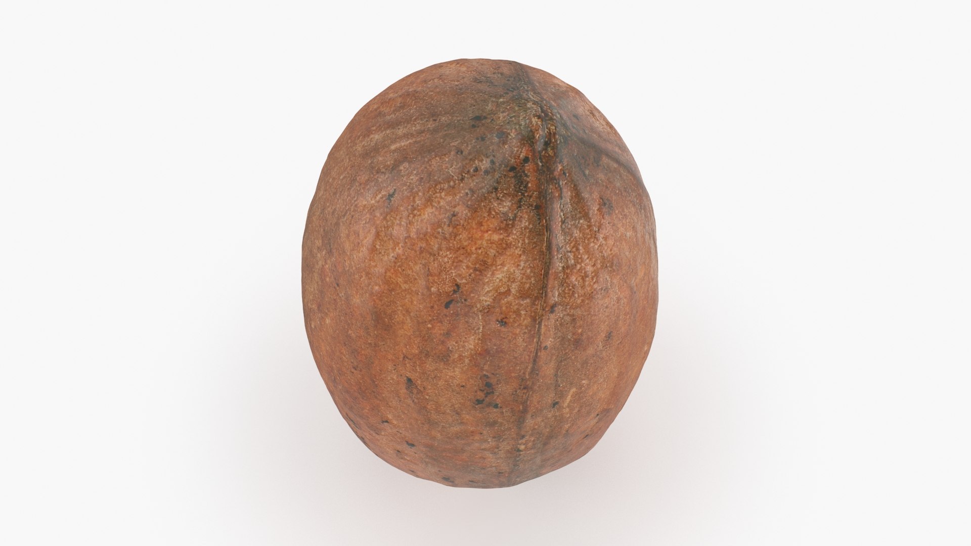 Pecan Shell 04 3D Model - TurboSquid 2023924