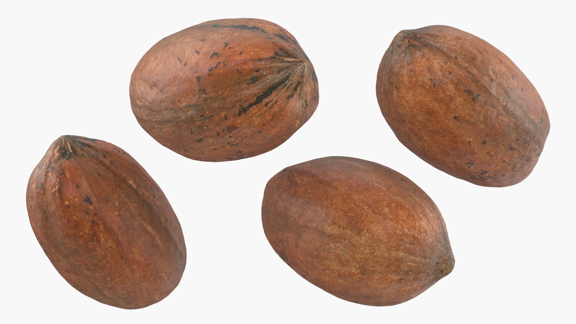 Pecan Shell 04 3D Model - TurboSquid 2023924