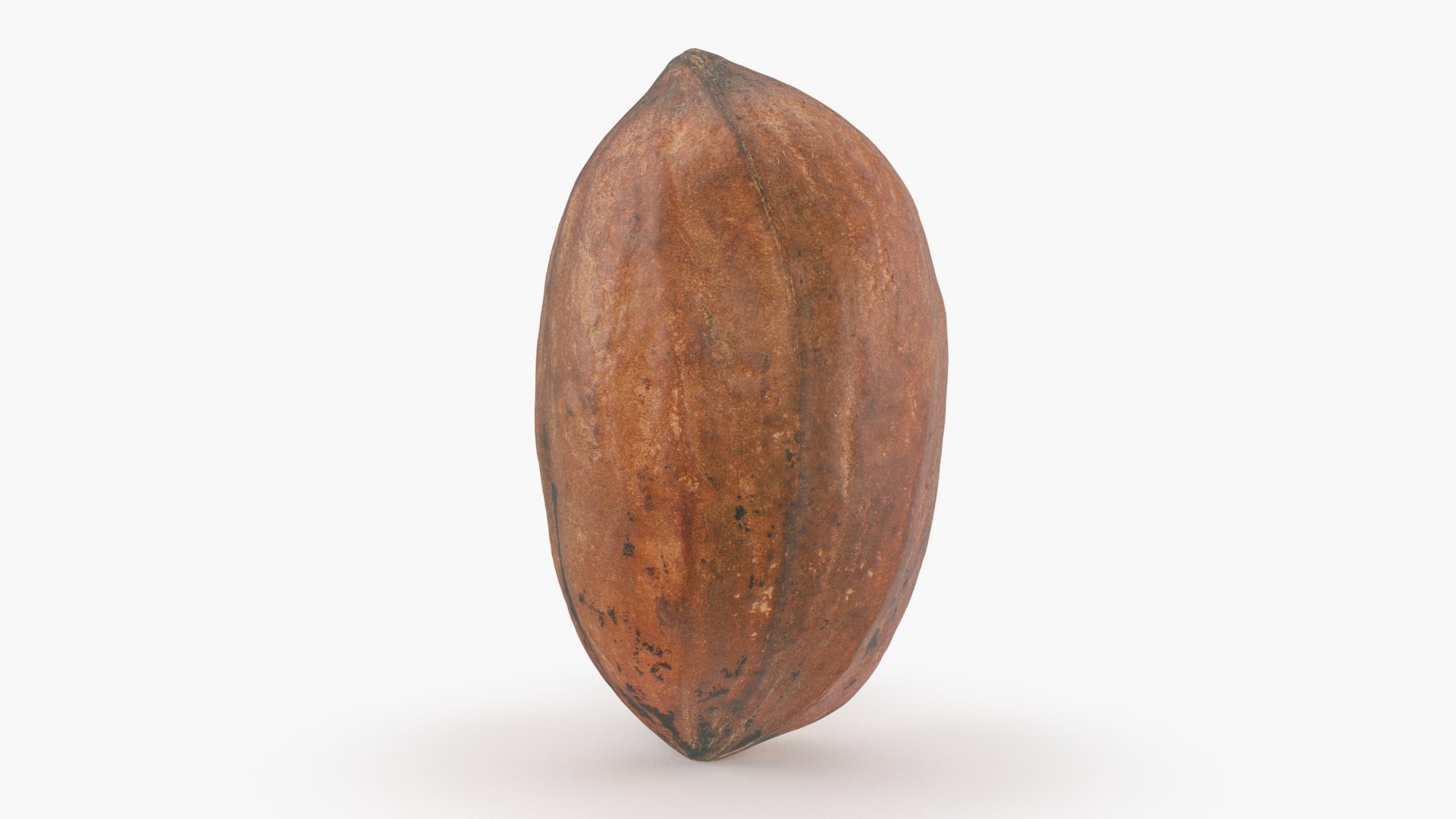 Pecan Shell 04 3D Model - TurboSquid 2023924