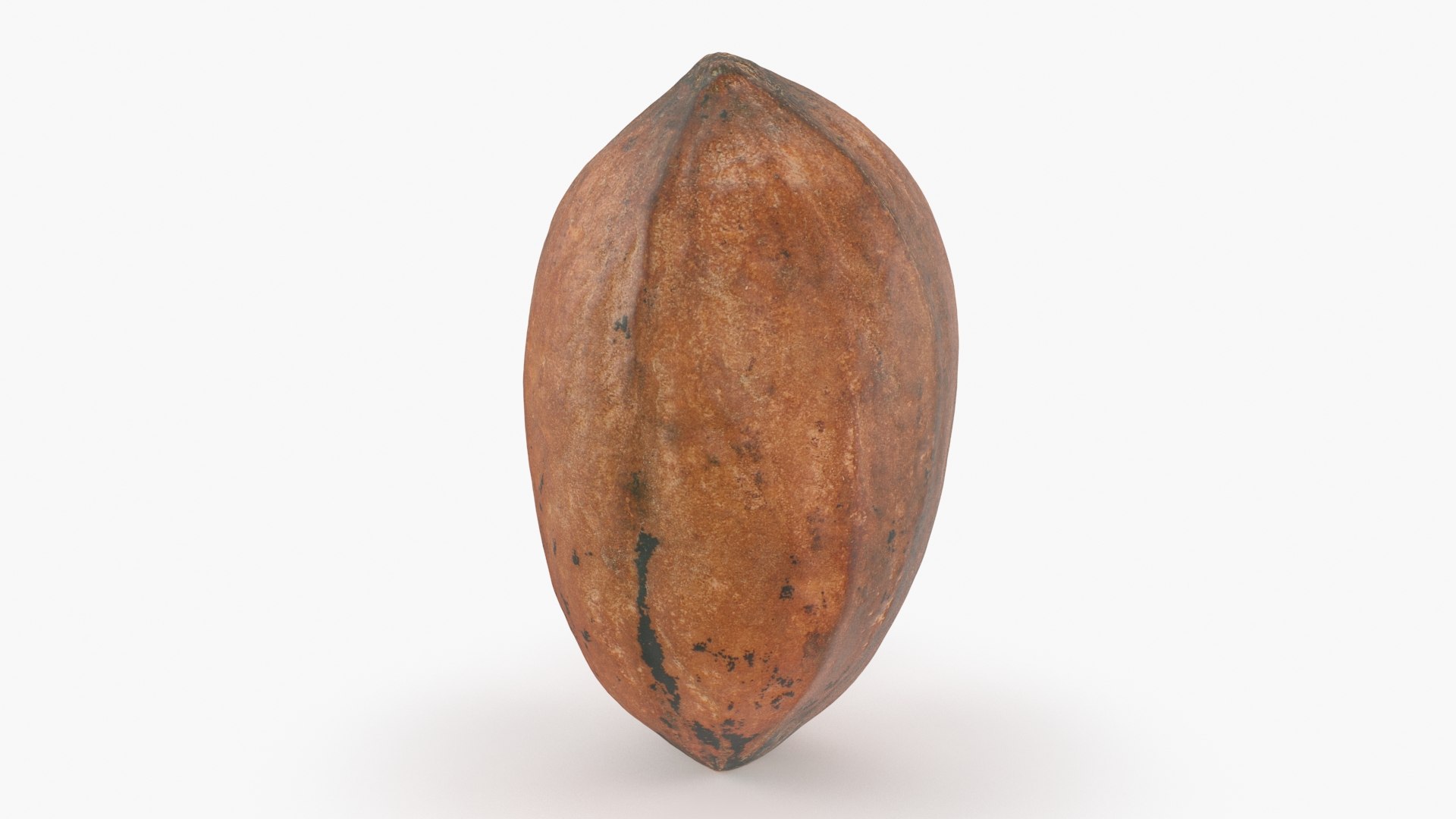 Pecan Shell 04 3D Model - TurboSquid 2023924