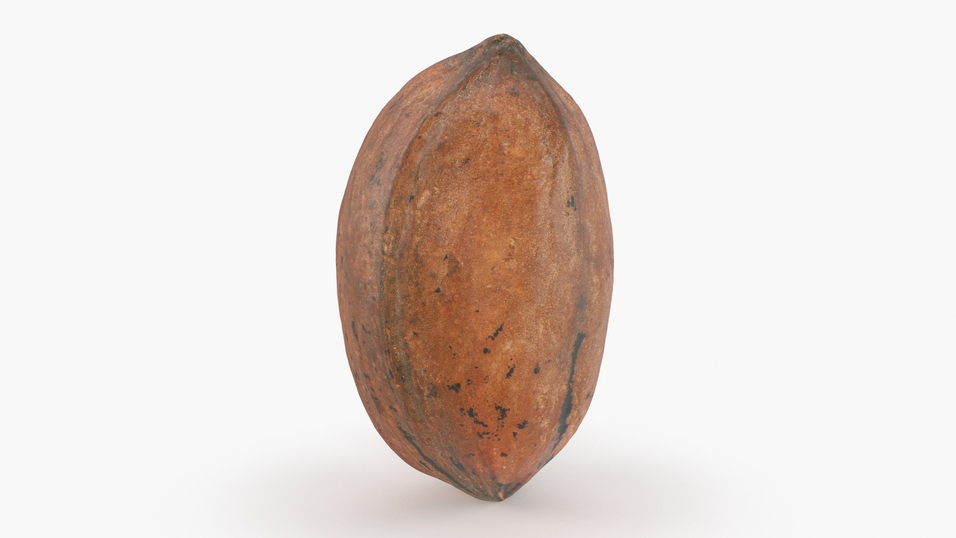 Pecan Shell 04 3D Model - TurboSquid 2023924