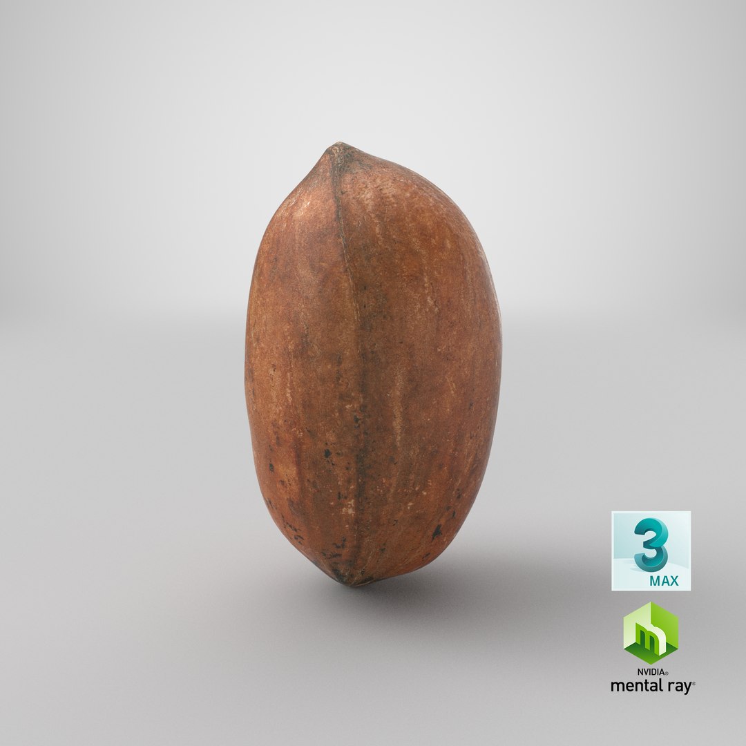 Pecan Shell 04 3D model - TurboSquid 2023924