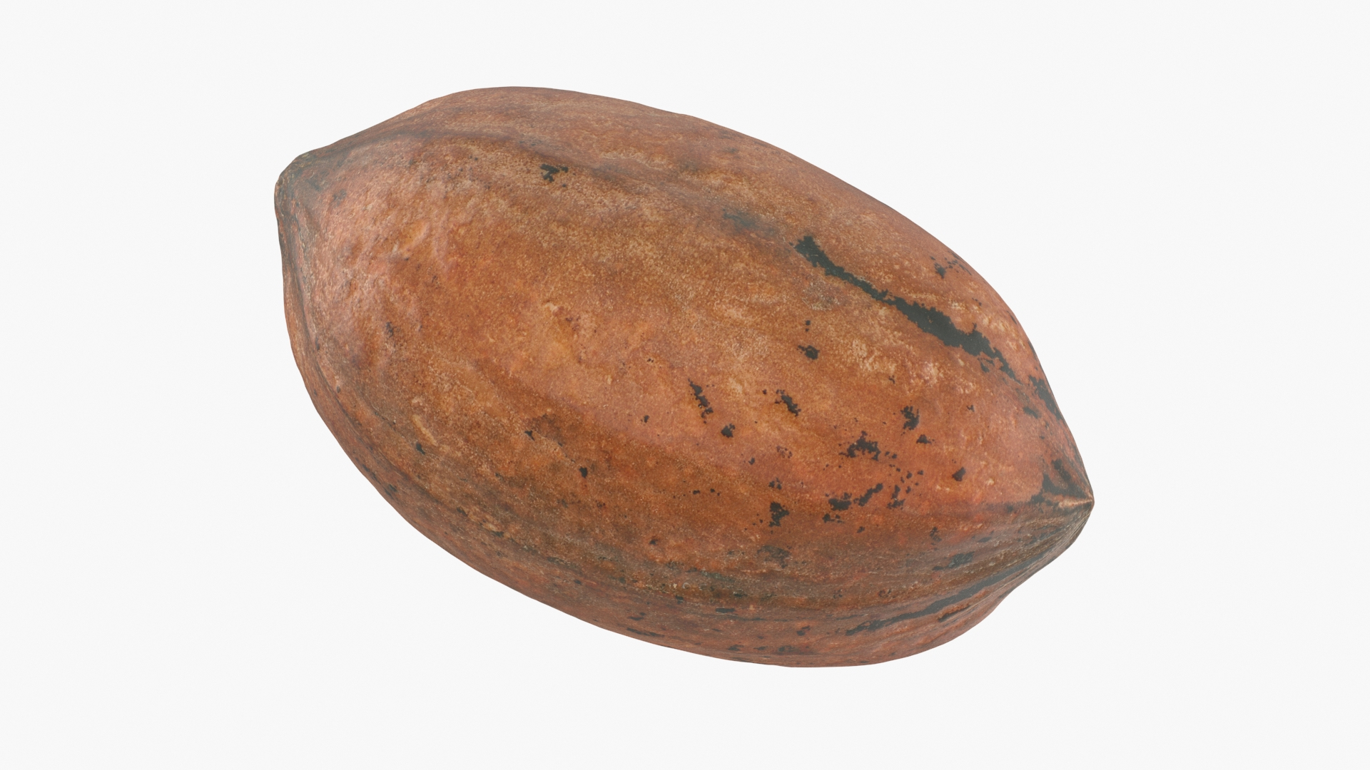 Pecan Shell 04 3D Model - TurboSquid 2023924