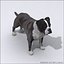 American Bulldog 3d Model