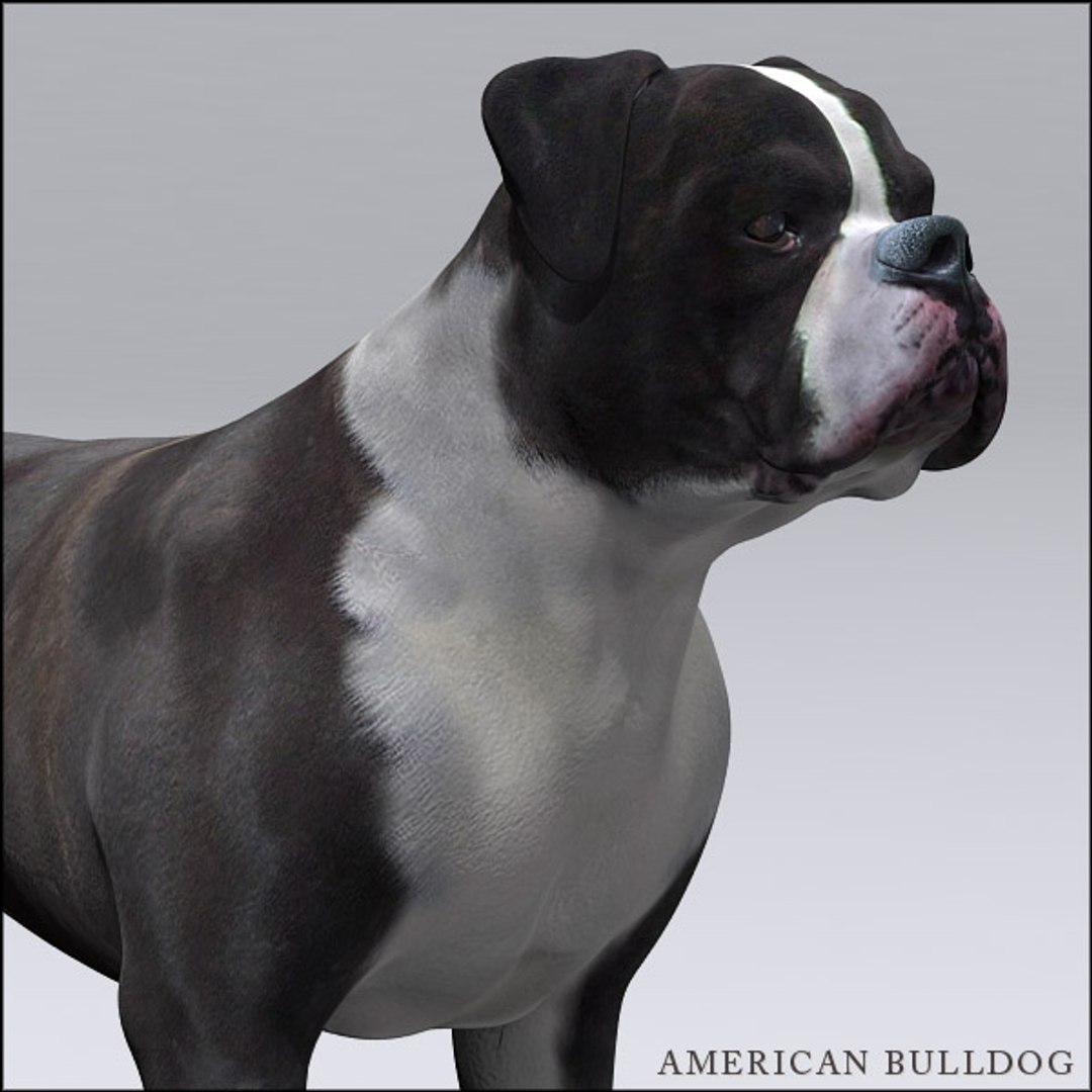 American Bulldog 3d Model