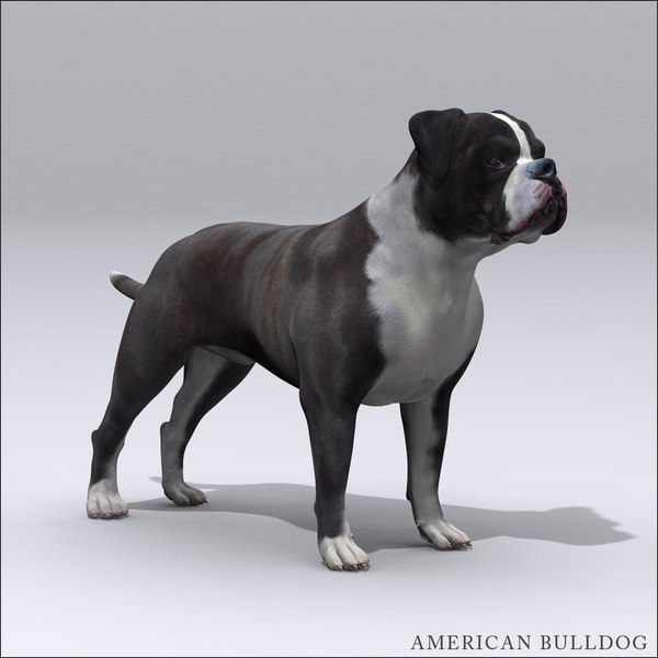 american bulldog 3d model