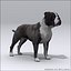 American Bulldog 3d Model