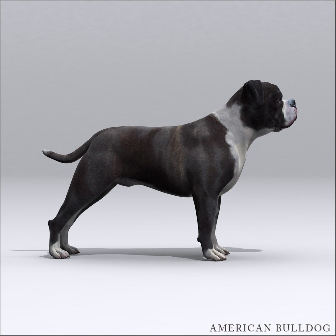 American Bulldog 3d Model