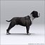American Bulldog 3d Model
