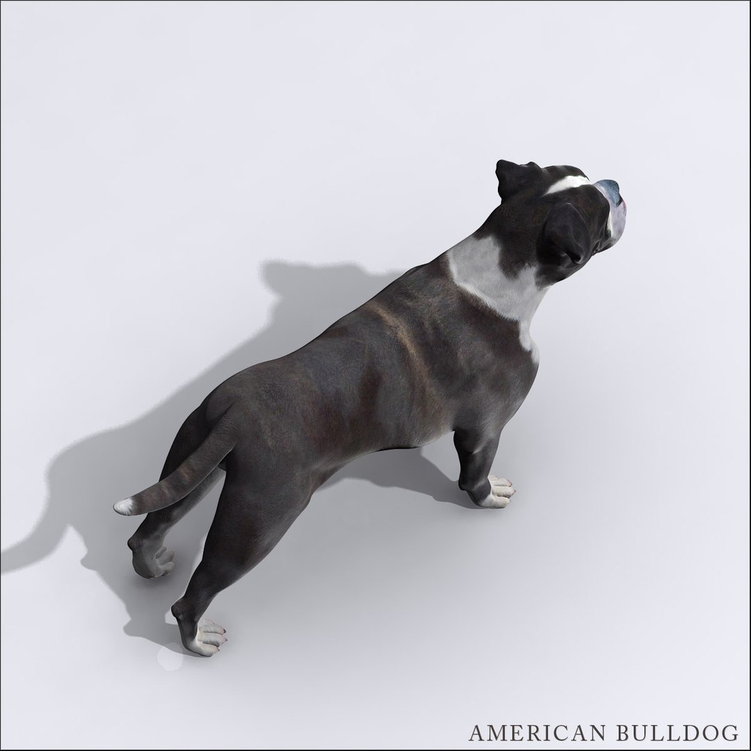 American Bulldog 3d Model