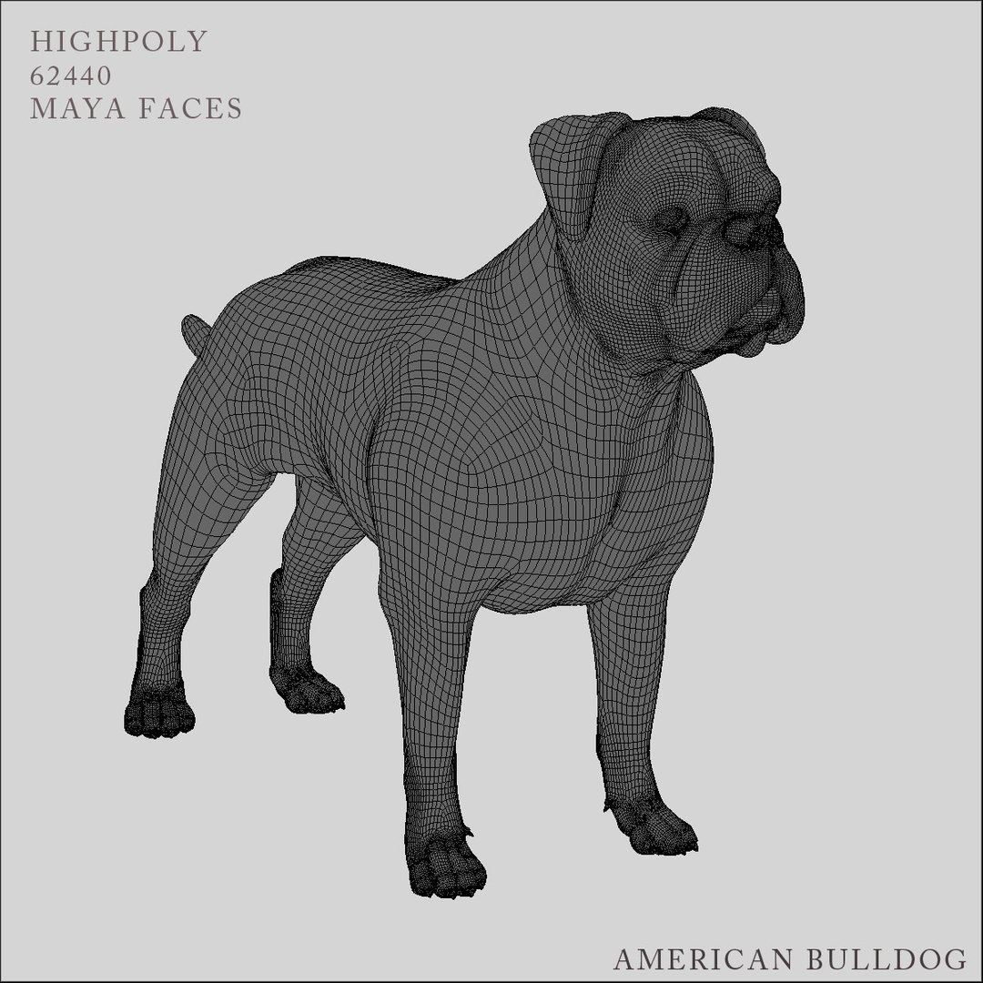 American Bulldog 3d Model