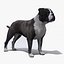American Bulldog 3d Model