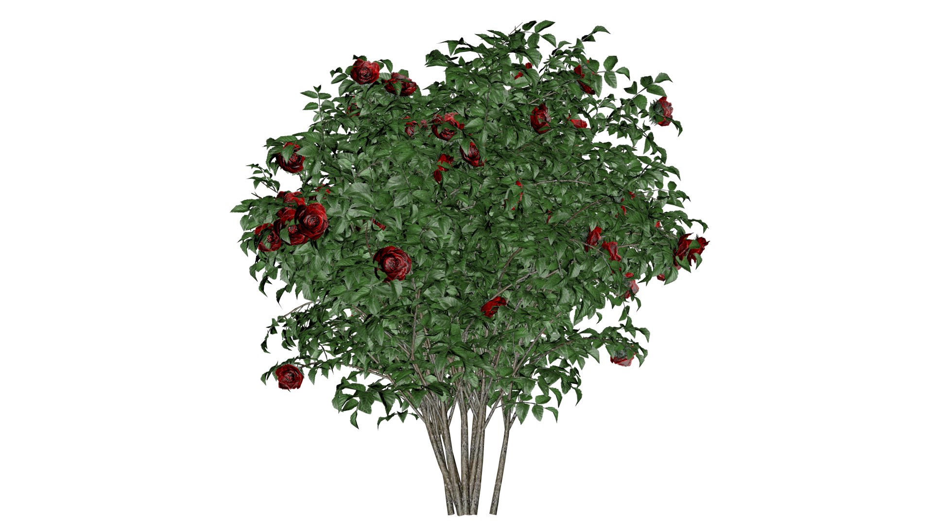 3D Red Rose Bush - 02 - - TurboSquid 2372845