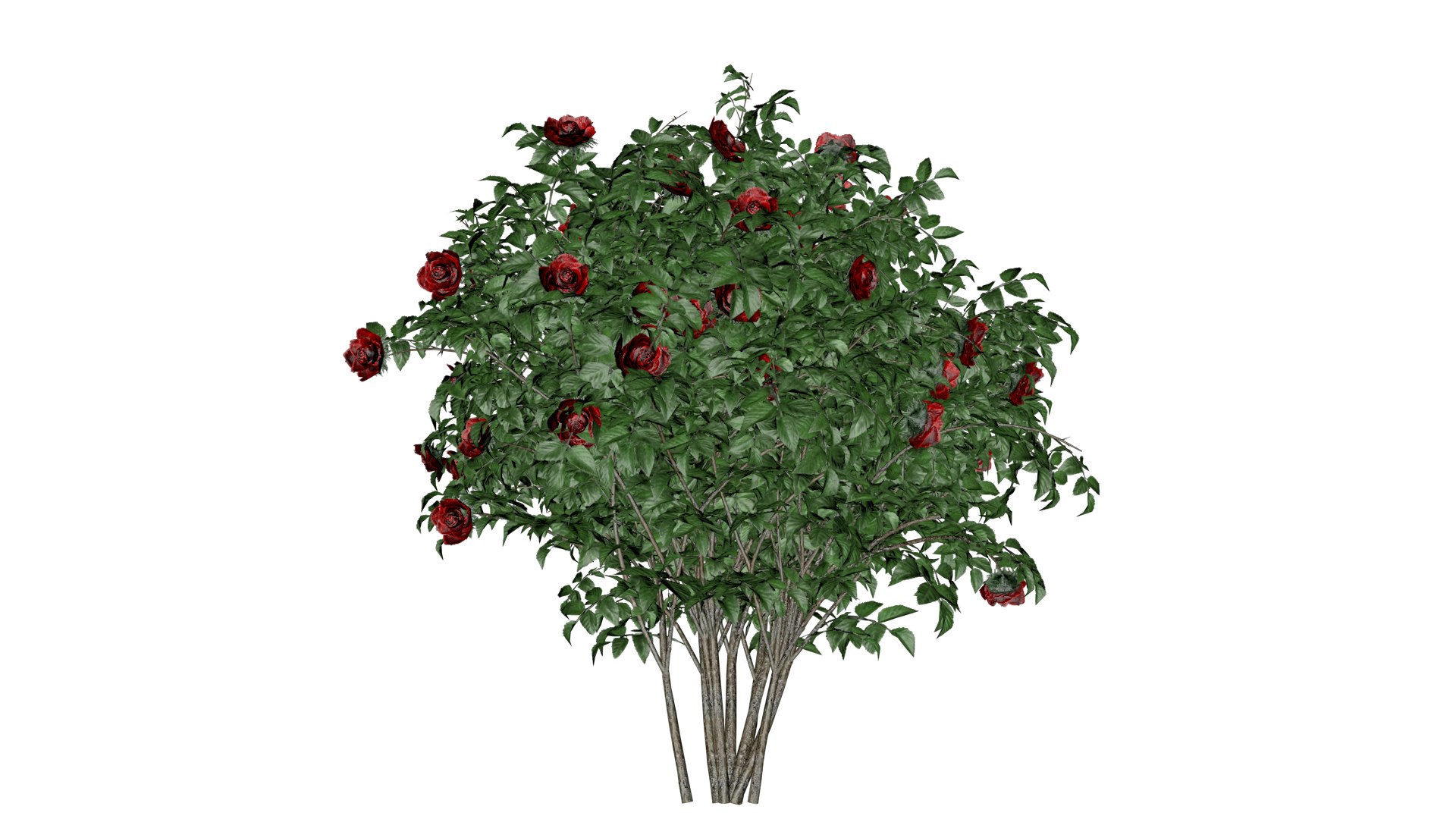 3D Red Rose Bush - 02 - - TurboSquid 2372845