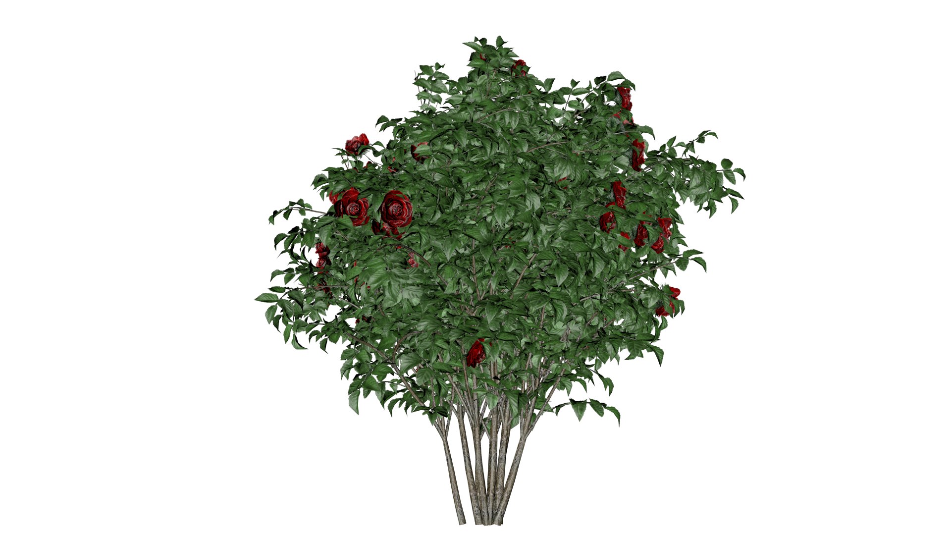 3D Red Rose Bush - 02 - - TurboSquid 2372845
